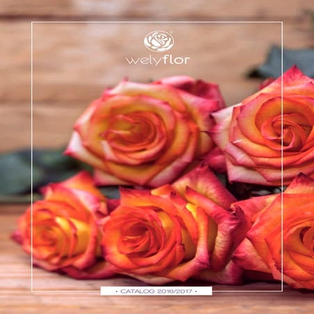 Welyflor Brochure | PDF
