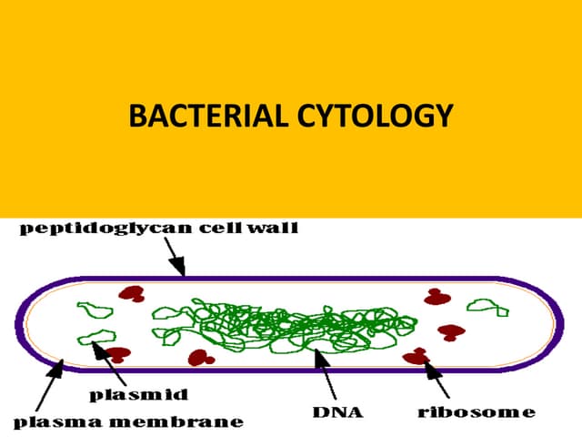 Archea cell wall and membrane | PPTX
