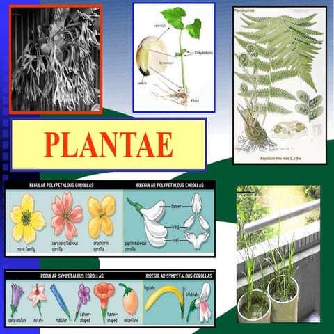 Plantae (kelas x) | PPTX
