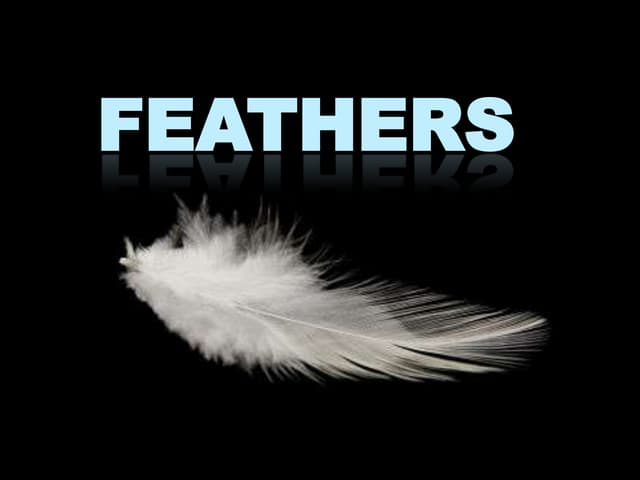 Types of Feathers.pptx