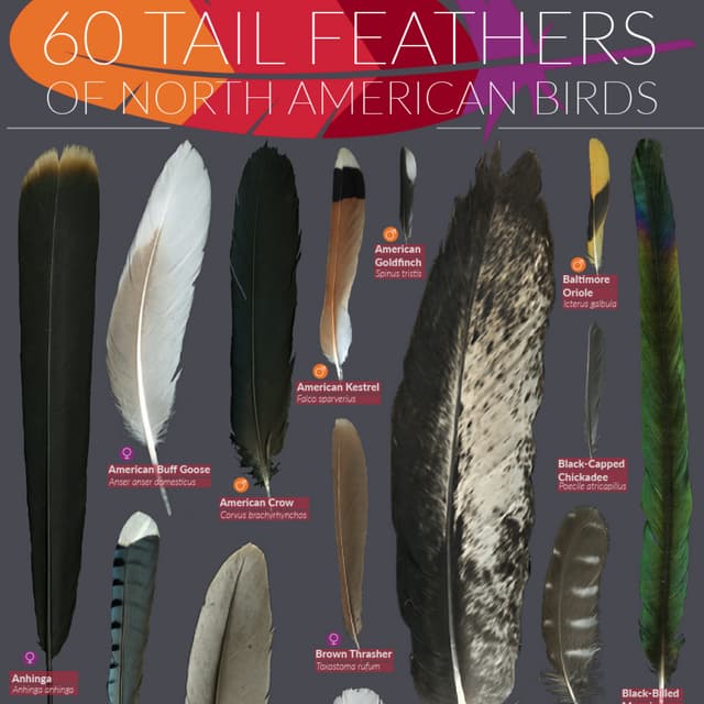 60 Tail Feathers of North American Birds | PDF