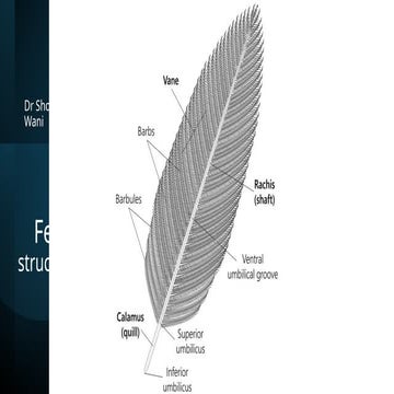 Feathers in Birds- structure & types. PPT | PPTX