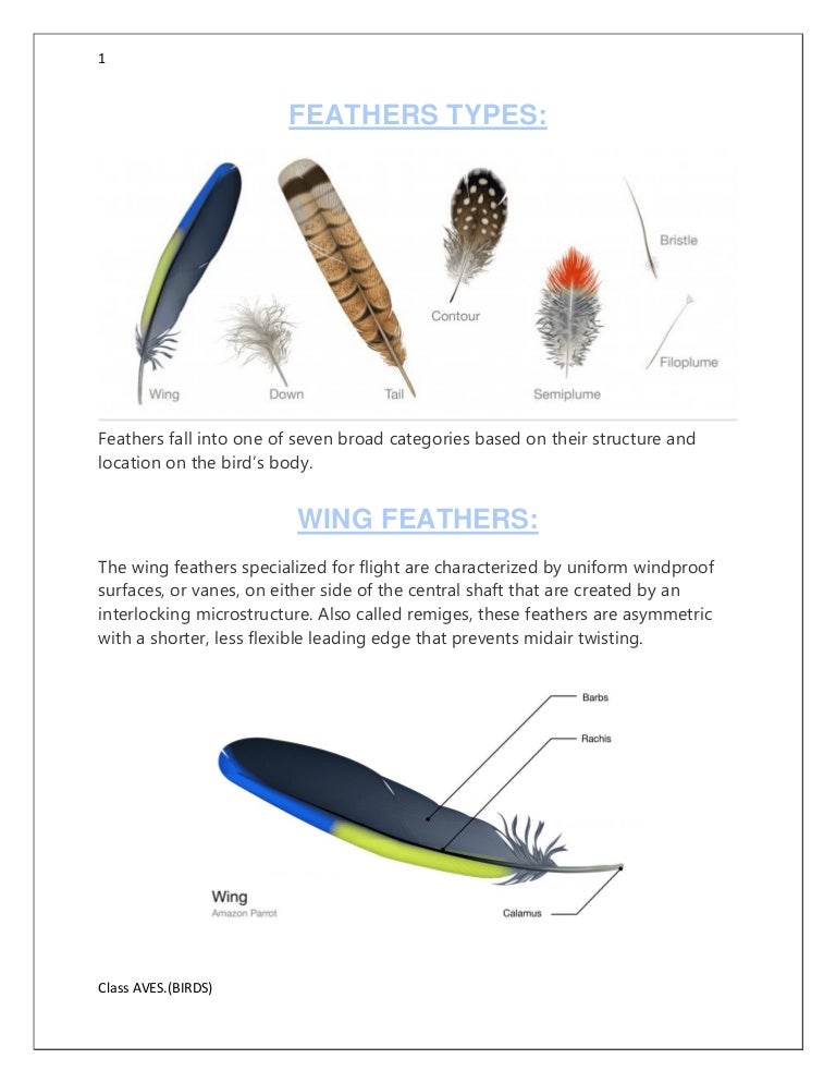 Feathers types
