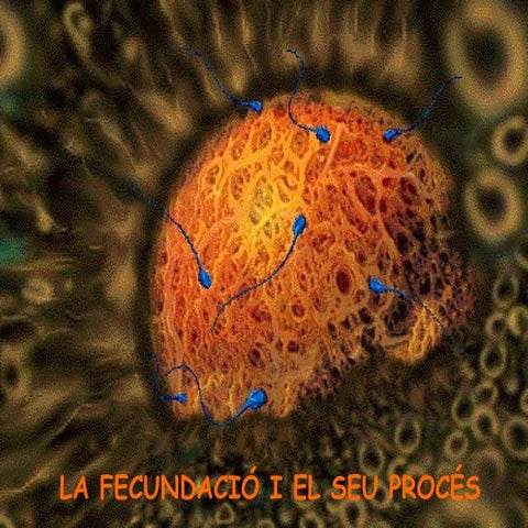 Fecundació | PPT