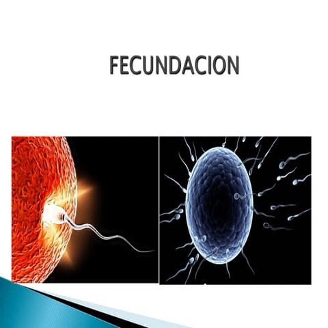 Fecundacion | PPT