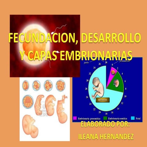 Fecun, desarro y capa embrio | PPTX