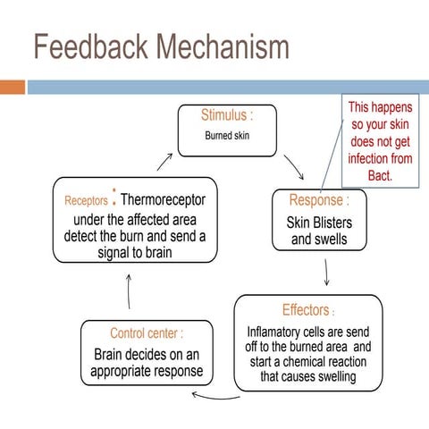 Feedback mechanism | PPTX