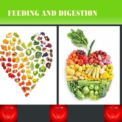 Feeding and digestion | ODP