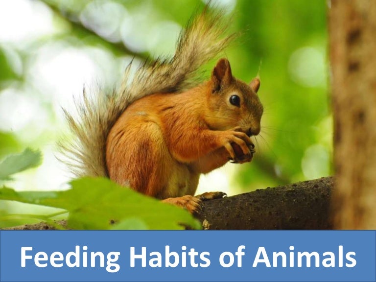 Types Of Feeding Habits In Animals At Sally Seim Blog types-of-feeding-habits-in-animals-at-sally-seim-blog