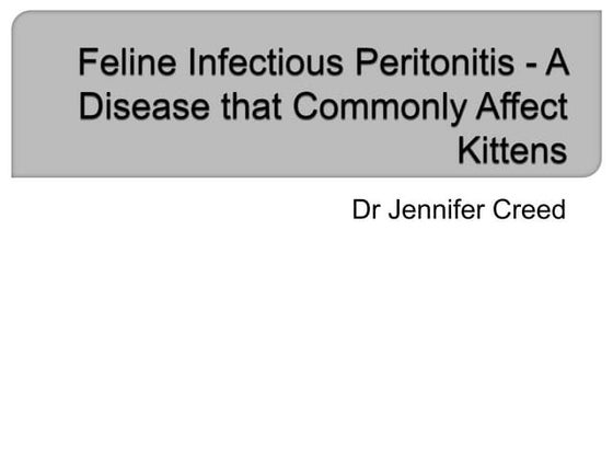 What Is Feline Infectious Peritonitis? | PPT