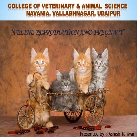 Feline reproduction and pregnancy | PPTX