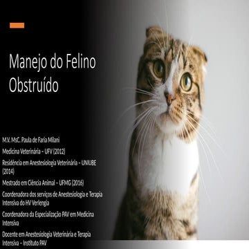 Manejo do Felino Obstruído Emergência.pptx