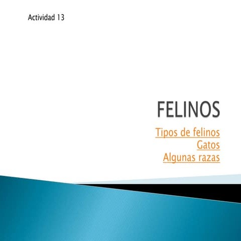 Felinos | PPTX