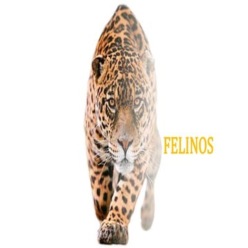 Los Felinos | PPTX