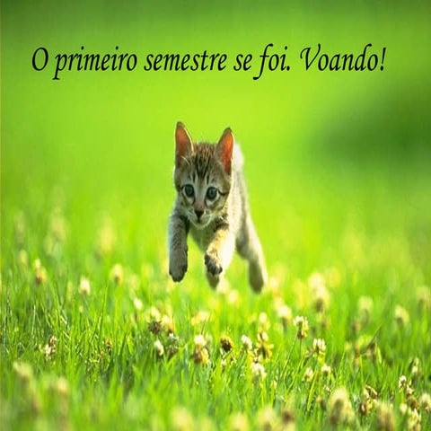 Feliz metade do ano | PPS