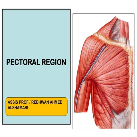 The anatomy of pectoral region | PPT