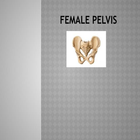 Ppt on pelvis | PPTX