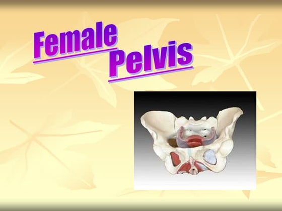 Ppt on pelvis | PPTX | Pregnancy | Reproductive Health