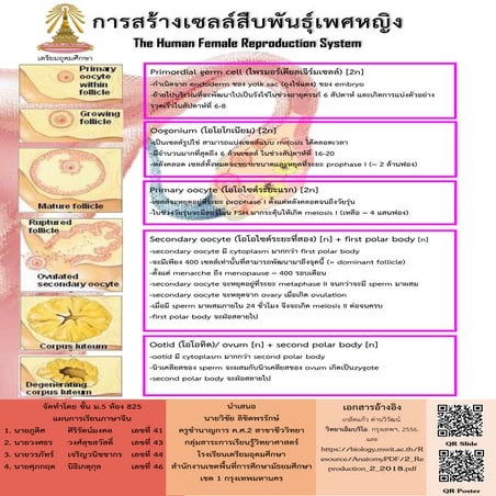 Post Female reproduction Room 825 Group 2 | PDF
