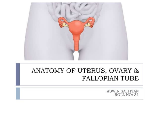 ovary - Anatomy, histology and embryological development of ovary | PPTX