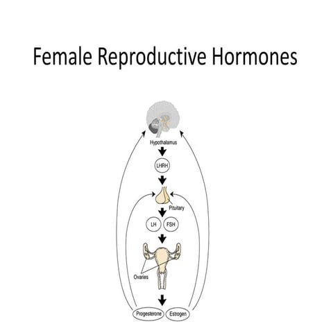 Female reproductive hormones | PDF