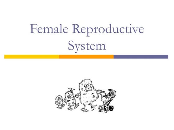 Female reproductive system | PPT | Pregnancy | Reproductive Health