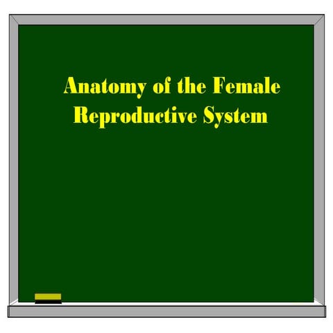 Female reproductive system | PPT | Pregnancy | Reproductive Health