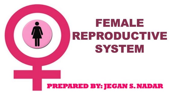 Anatomy Reproductive System | PDF