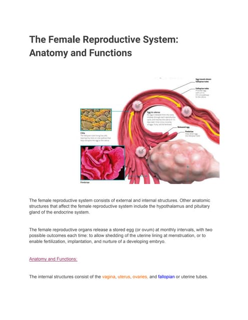 Gross Anatomy of the Female Reproductive System.pptx | Pregnancy ...