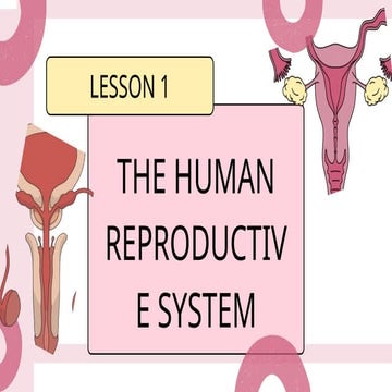 Female Reproductive System Biology Presentation in a Pink Bold Style.pptx