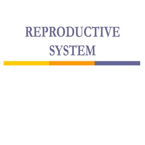 The Female Reproductive System - Grade 10 ppt | PPTX