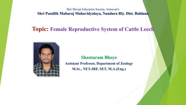 Female Reproductive System Of Cattle Leechpptx
