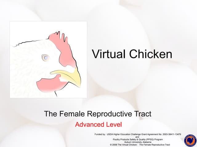 The Anatomy and Function of a Hen's Reproductive System | PPTX