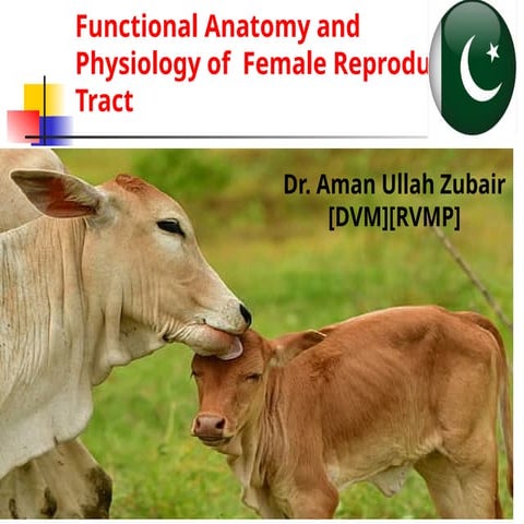 Anatomy of Female reproductive system.pdf