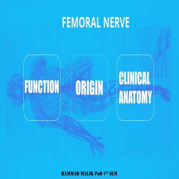 FEMORAL NERVE. presentation of anatomy.pdf