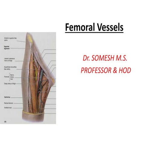 Femoral vessels and nerve | PDF