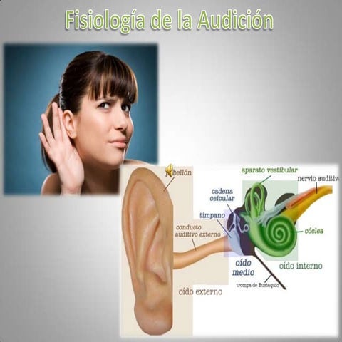 Anatomía y fisiología de la audición | PPTX