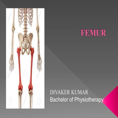 Femur | PPTX