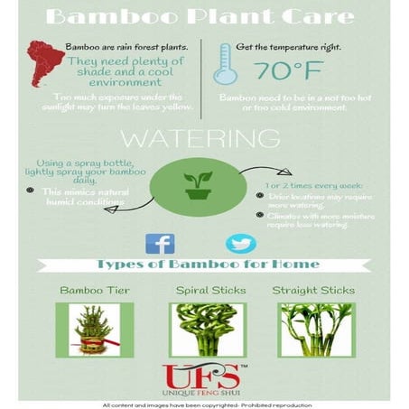 Feng shui lucky bamboo care | PDF