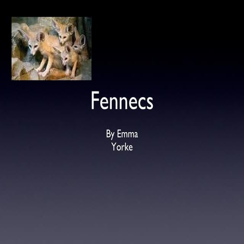Fennecs | PPT