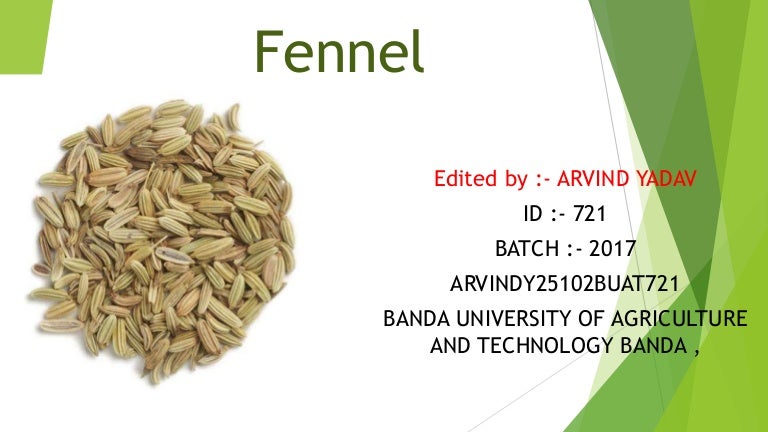 Fennel , CULTIVATION OF FENNEL , PRODUCTION TECHNOLOGY OF FENNEL