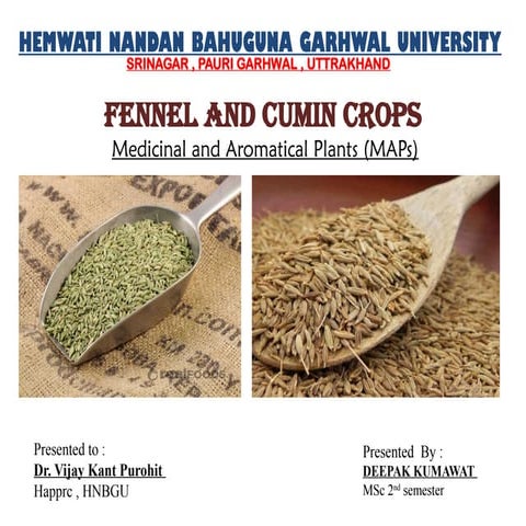fennel and cumin crops all describes ppt.pptx