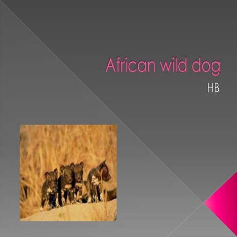 Fennelly africa wild_dog | PPTX