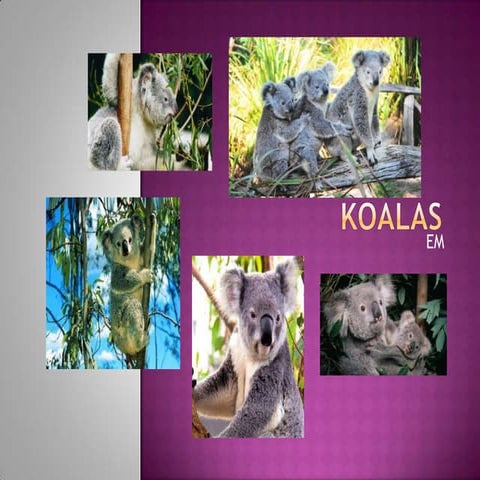 Fennelly koala | PPTX