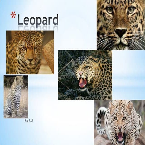 a report on leopards | DOC