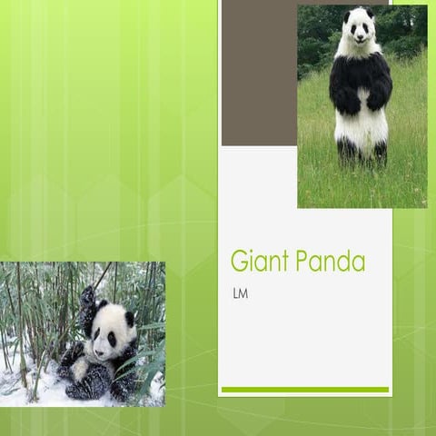 15 Giant Panda Facts for Kids | PDF