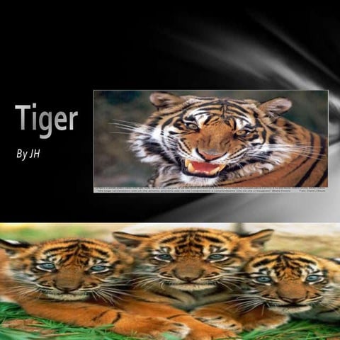 Fennelly tiger | PPTX