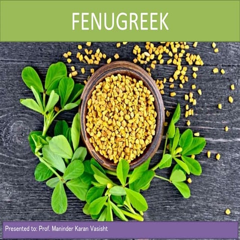 Ethnobotany - Plant Taxonomy Chichirica (Catharanthus roseus)