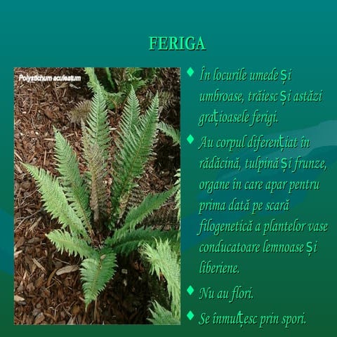 Feriga | PPT