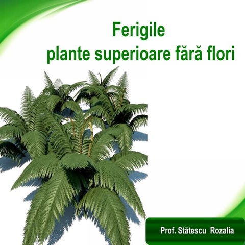 Ferigi | PPT